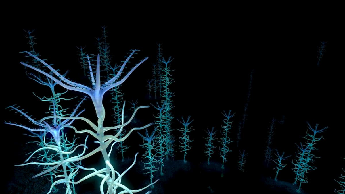 All Subnautica biomes – Locations, depths, and harvesting nodes - Gamepur