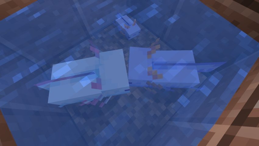 How to get Blue Axolotls in Minecraft | Gamepur