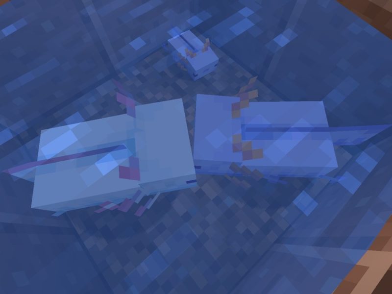 How to get Blue Axolotls in Minecraft | Gamepur