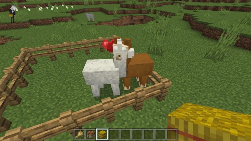 How to breed llamas in Minecraft - Gamepur
