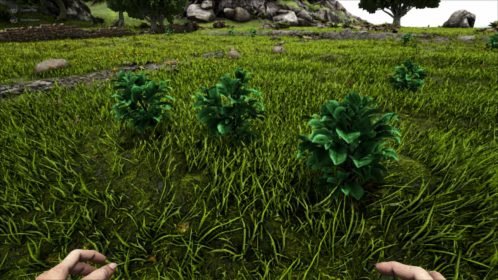 What are Base Veggies in Ark: Survival Evolved? Answered - Gamepur