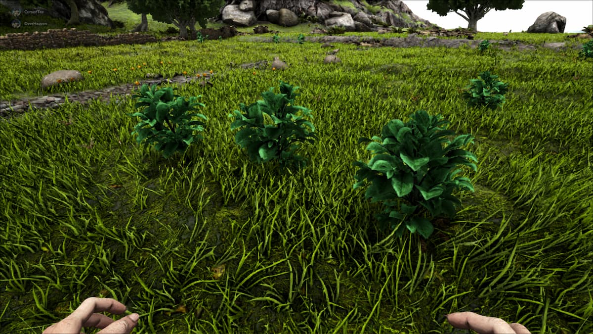 What are Base Veggies in Ark: Survival Evolved? Answered - Gamepur