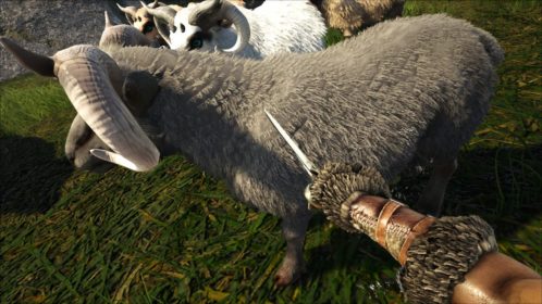 How to tame an Ovis in Ark: Survival Evolved - Gamepur