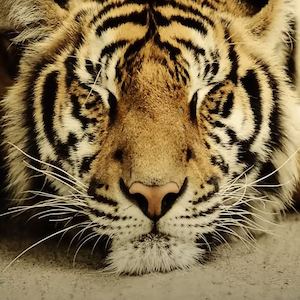 The best chill profile pictures (PFPs) for Steam, Discord, and more ...