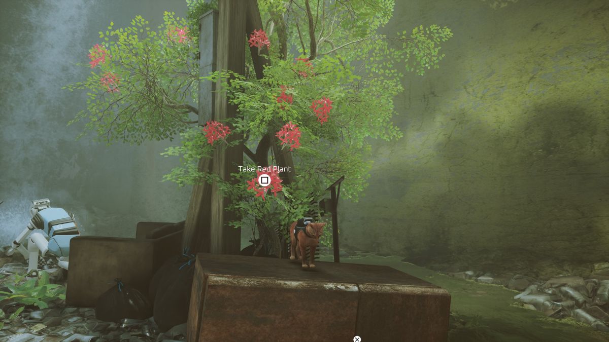 Where to find the Red, Yellow, and Purple Flowers for Malo in Stray ...