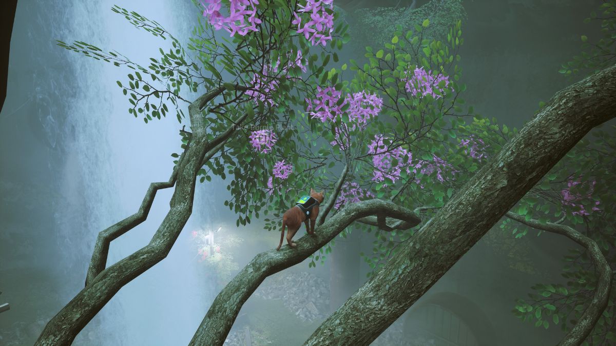 Where to find the Red, Yellow, and Purple Flowers for Malo in Stray ...